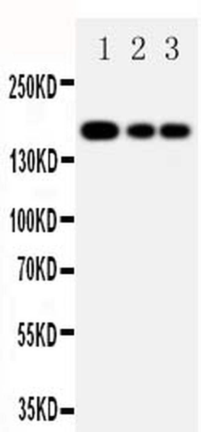 MRP1 Antibody (PA5-78694)