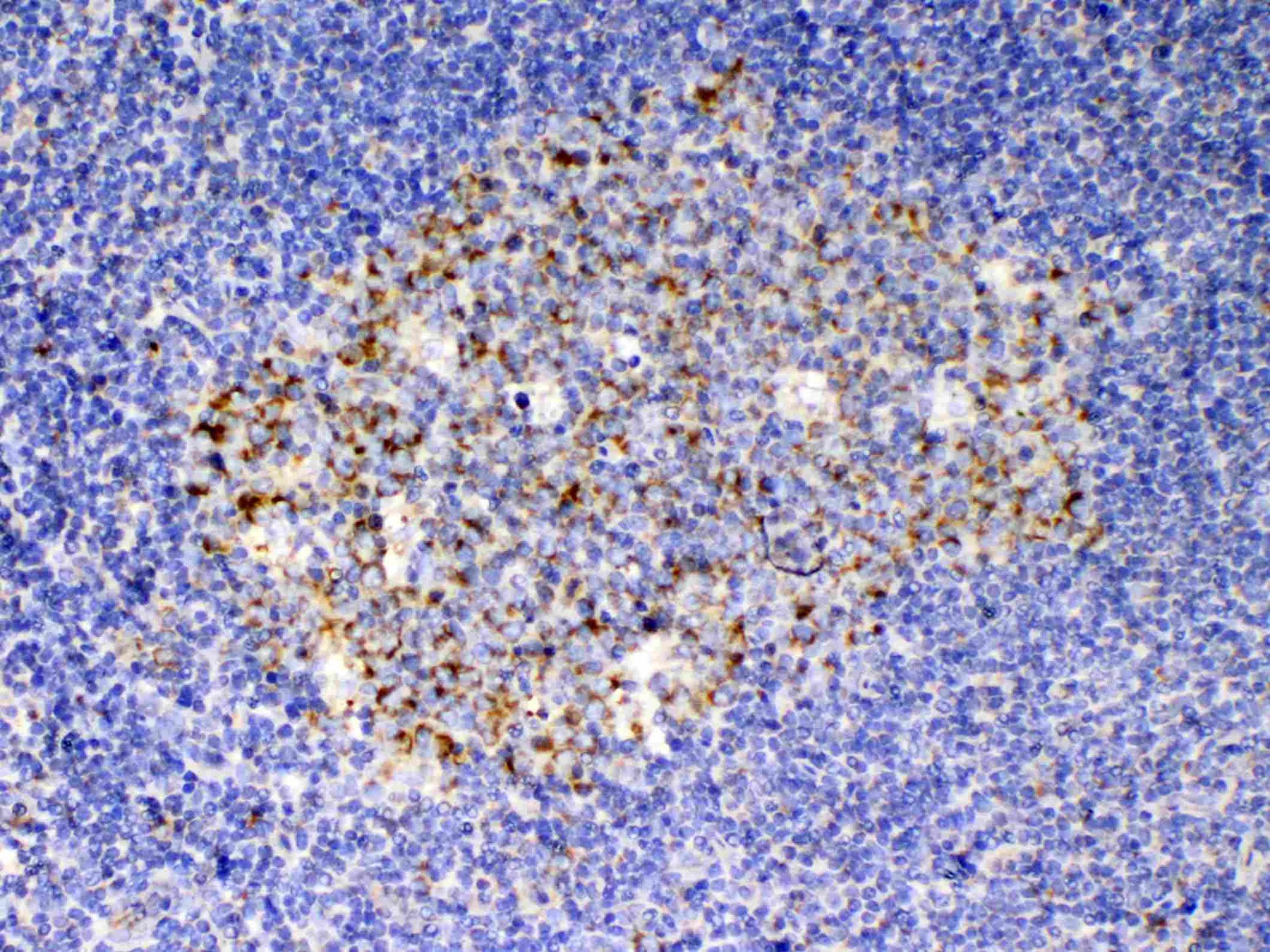 SCF Antibody (PA5-79558)