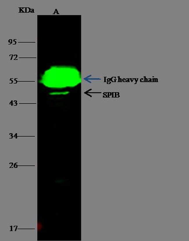 SPIB Antibody (PA5-81265)