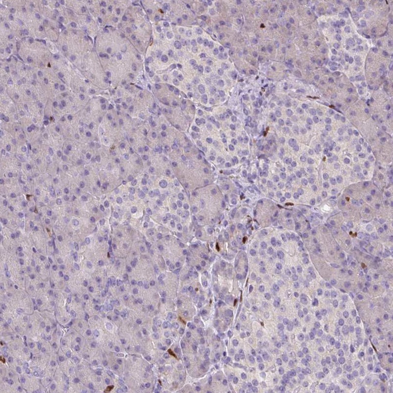 PU.1 Antibody (PA5-83731)
