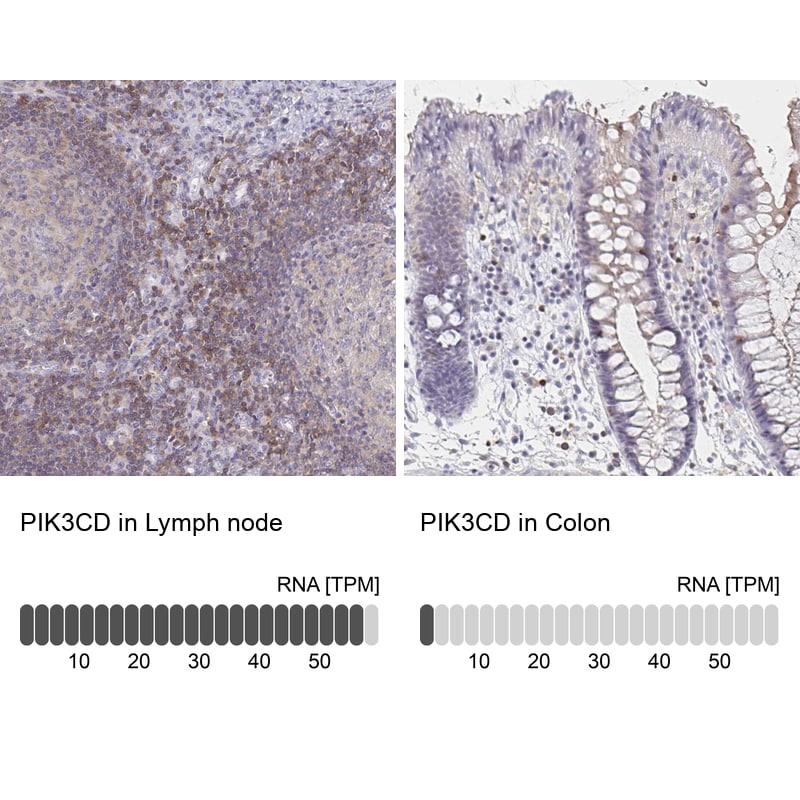 PIK3CD Antibody (PA5-83748)