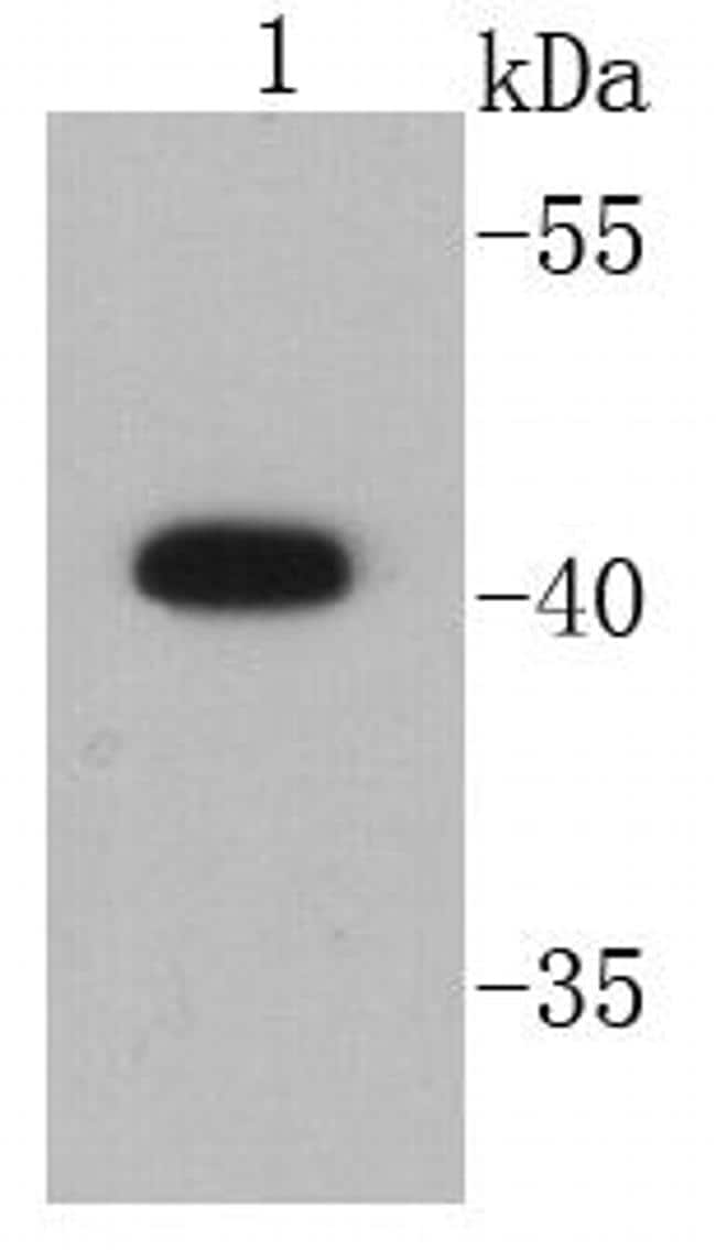 CD9 Antibody (PA5-85955)