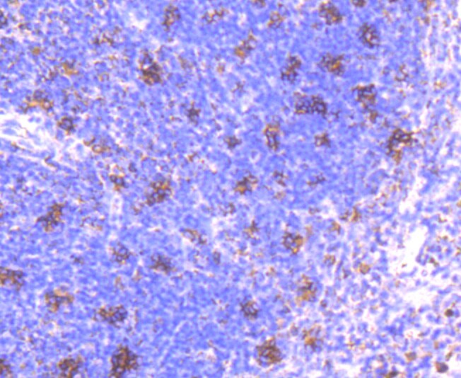 TIM-3 Antibody (PA5-86067)