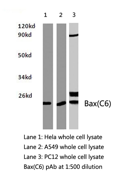 Bax Antibody (PA5-86471)