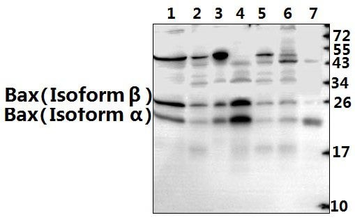 Bax Antibody (PA5-86471)