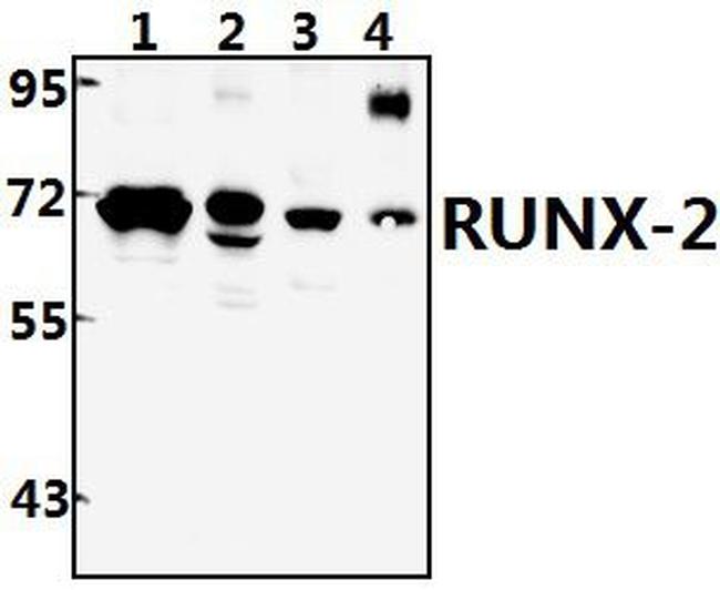 Runx2 Antibody Pa5 86506
