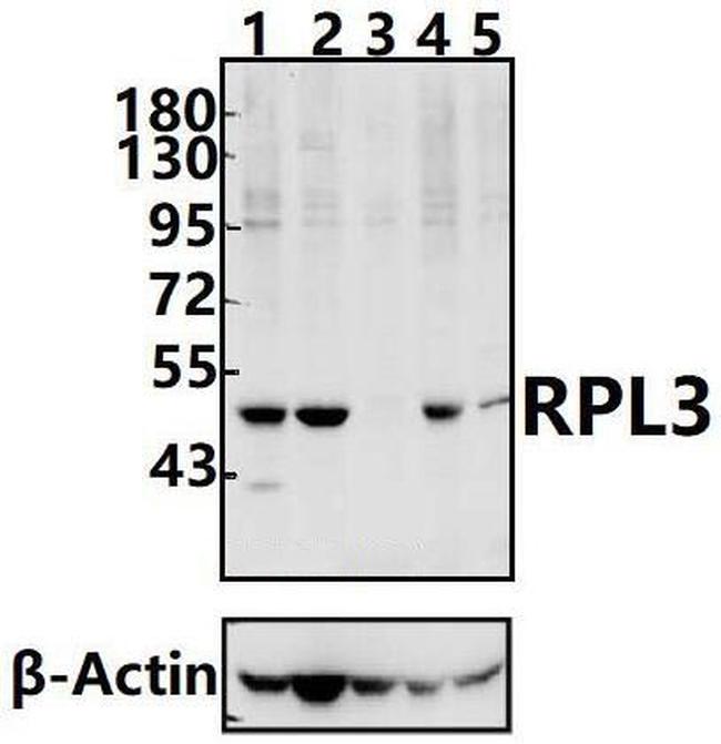 RPL3 Antibody (PA5-86731)