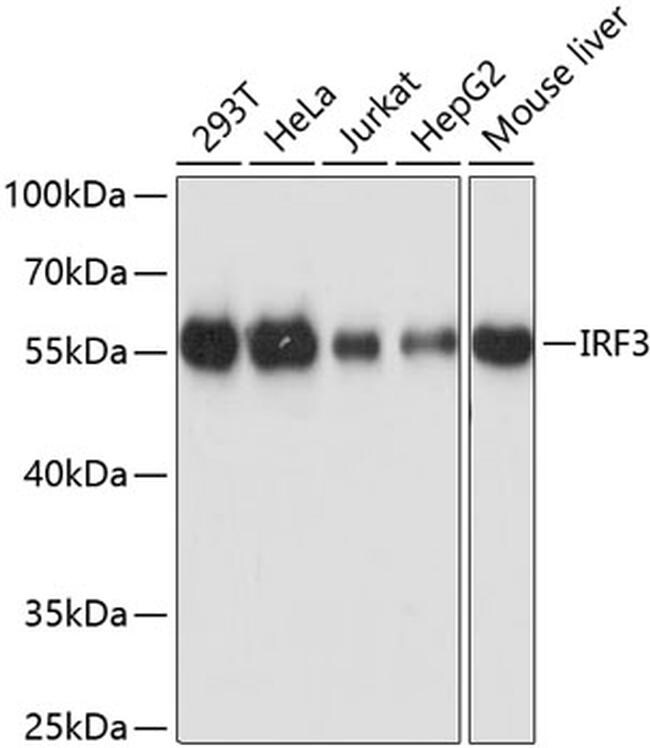 IRF3 Antibody (PA5-87506)