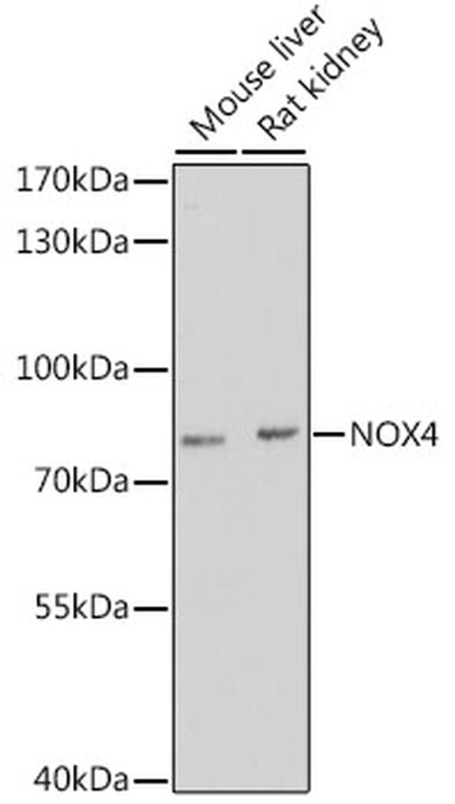 NOX4 Antibody (PA5-88106)