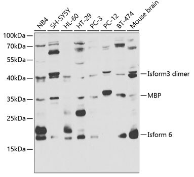 MBP Antibody (PA5-95823)