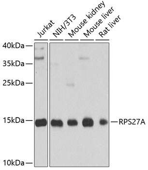 RPS27A Antibody (PA5-96039)