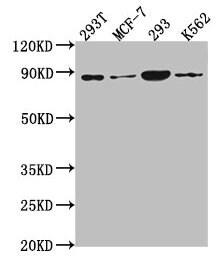 PLA2G4B Antibody (PA5-98062)