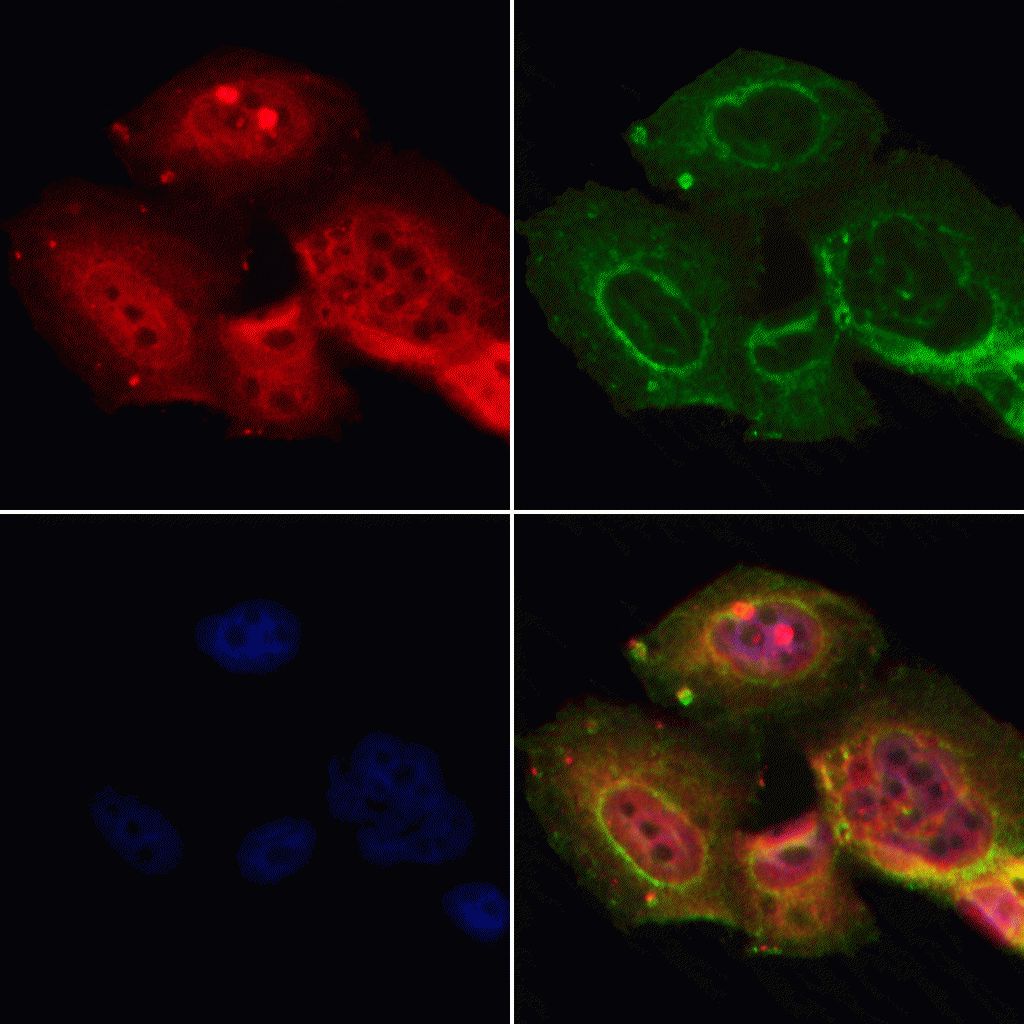 Runx3 Antibody Pa5 99408