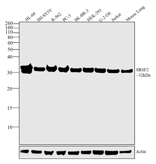 SRSF2 Antibody (PA5-12402)