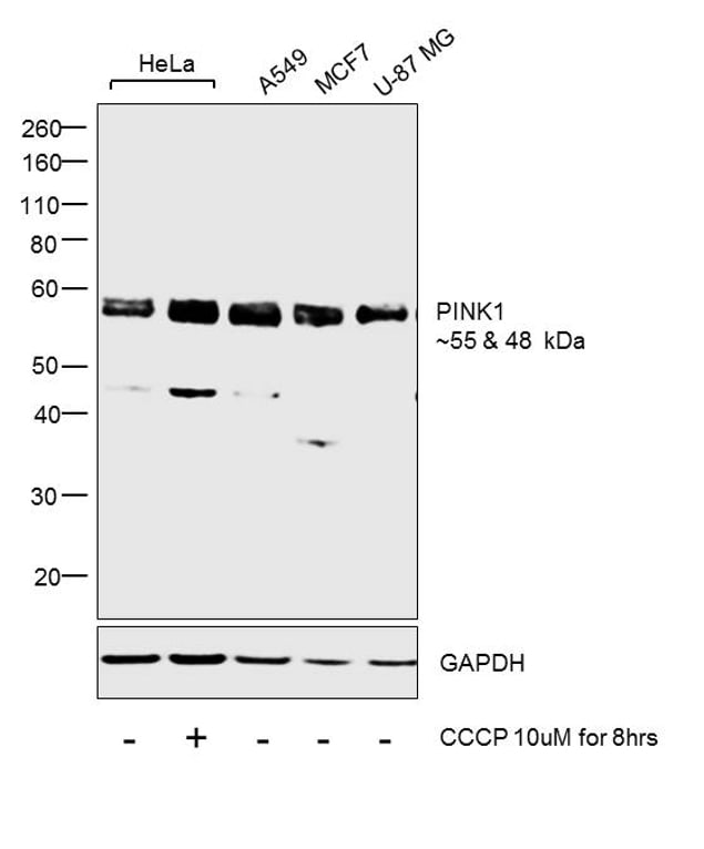 PINK1 Antibody (PA5-13402)