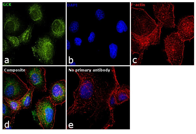 GCK Antibody (PA5-15072)
