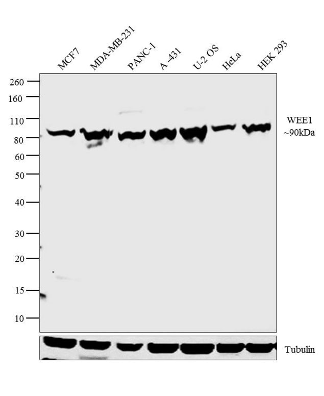 WEE1 Antibody (PA5-15385)