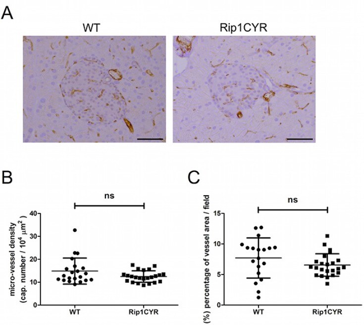 CD31 Antibody