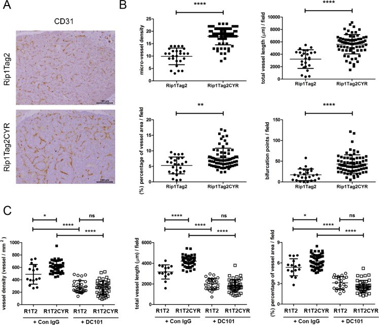 CD31 Antibody