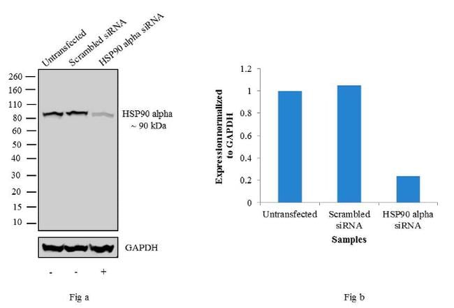HSP90 alpha Antibody (PA5-16341)