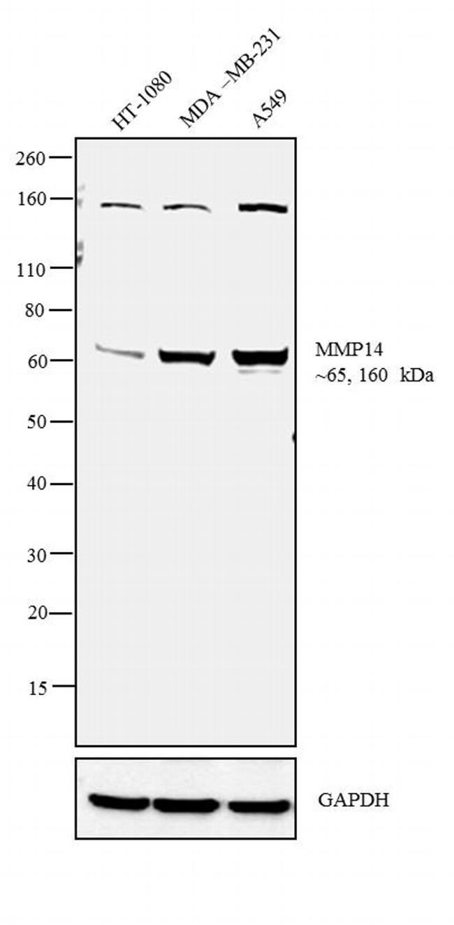 MMP14 Antibody (PA5-16514)