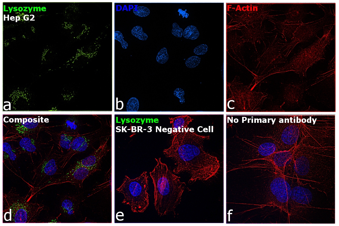Lysozyme Antibody (PA5-16668)