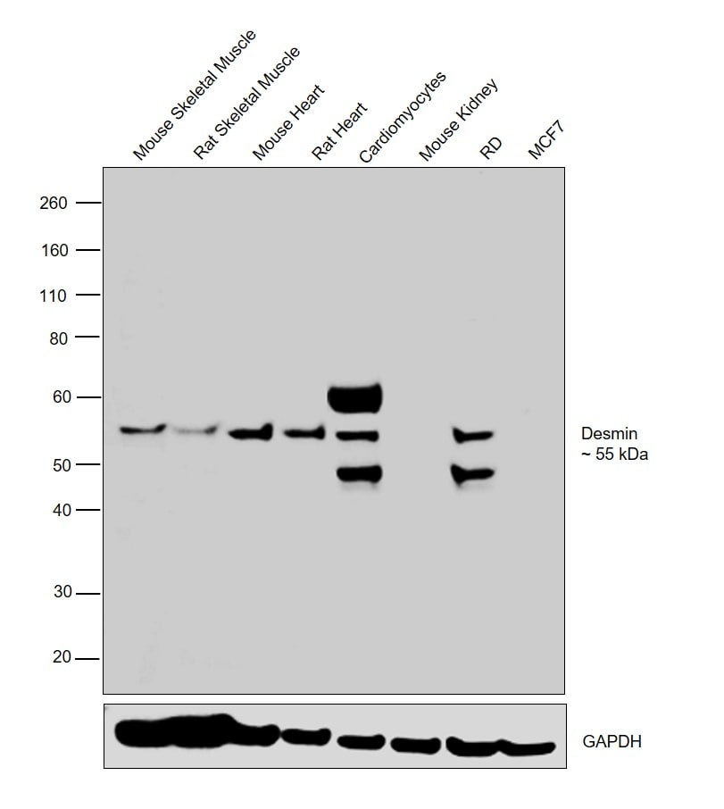 Desmin Antibody (PA5-16705)