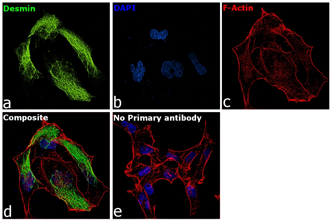 Desmin Antibody (PA5-16705)