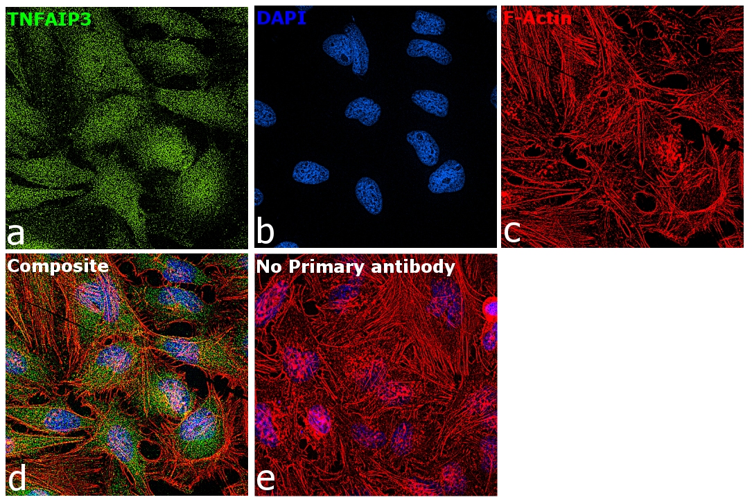 TNFAIP3 Antibody (PA5-17149)
