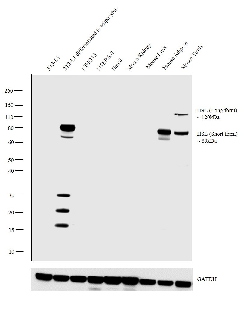 HSL Antibody (PA5-17196)
