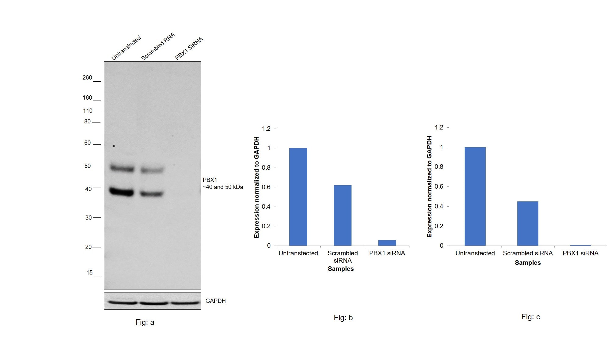 PBX1 Antibody (PA5-17223)