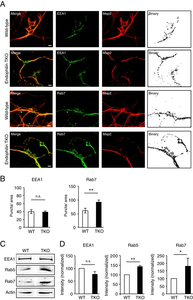 EEA1 Antibody (PA5-17228)