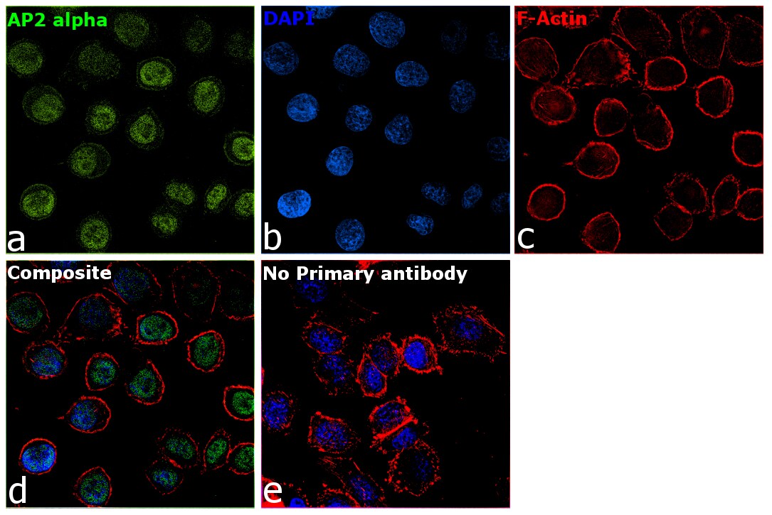 AP2 alpha Antibody (PA5-17359)