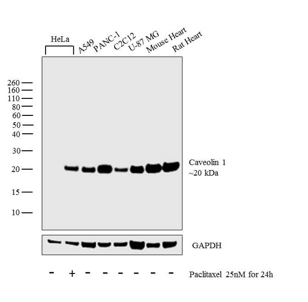 Caveolin 1 Antibody (PA5-17447)