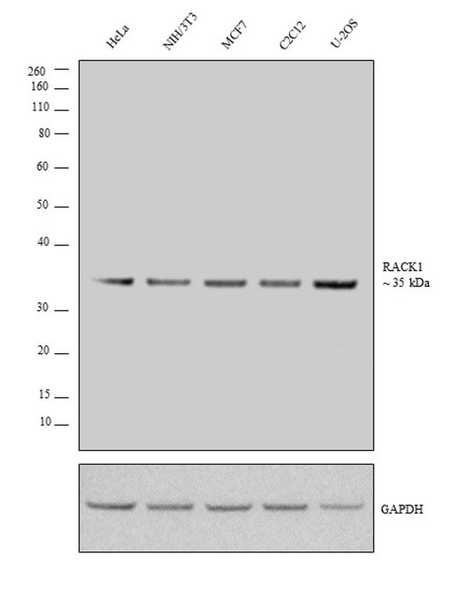 RACK1 Antibody (PA5-17484)