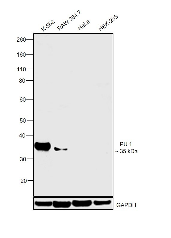 PU.1 Antibody (PA5-17505)
