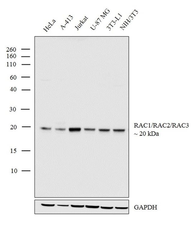 RAC1/RAC2/RAC3 Antibody (PA5-17519)