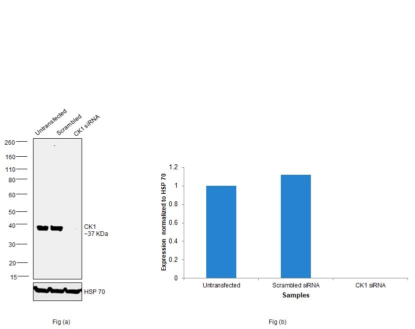 CK1 alpha Antibody (PA5-17536)