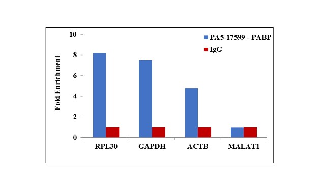 PABP Antibody (PA5-17599)