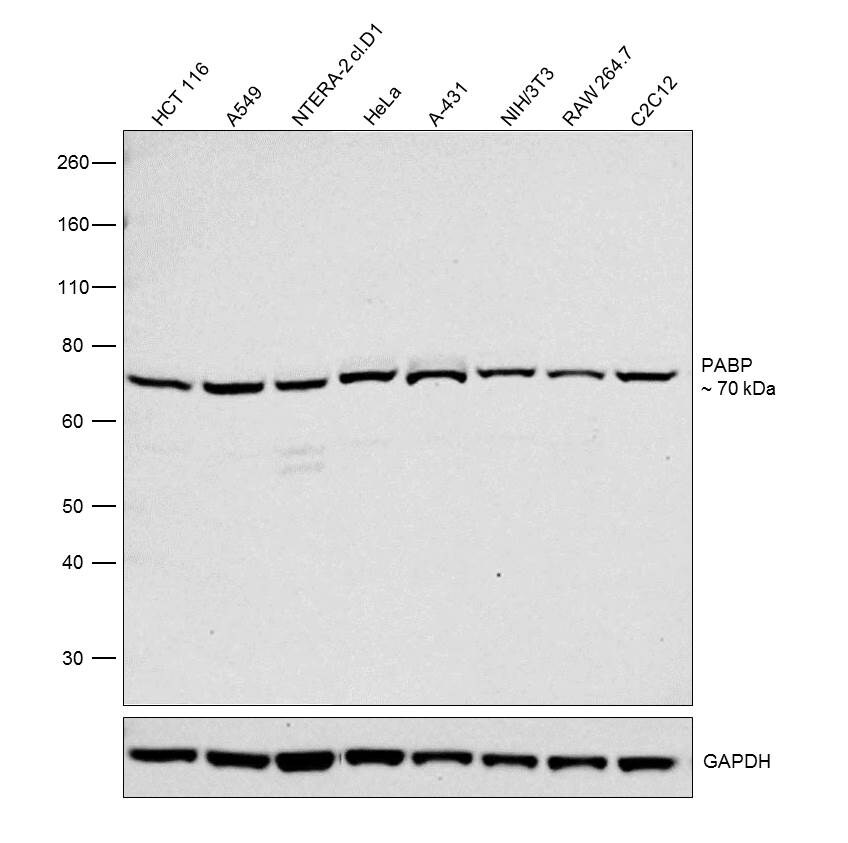 PABP Antibody (PA5-17599)