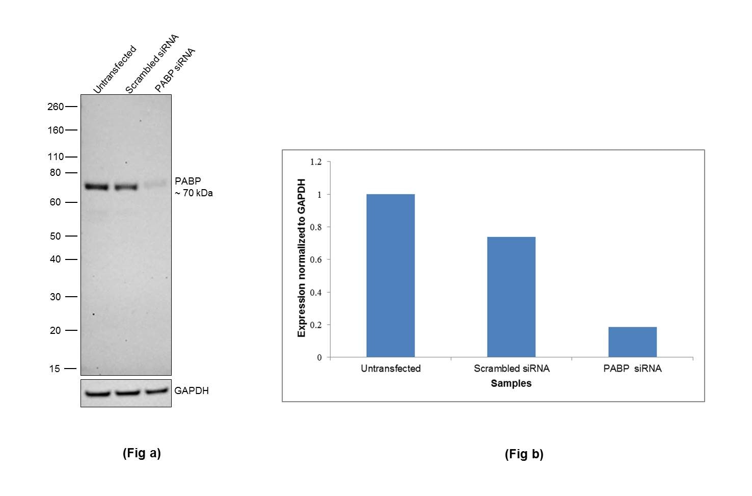 PABP Antibody (PA5-17599)
