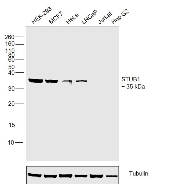 STUB1 Antibody (PA5-18011)