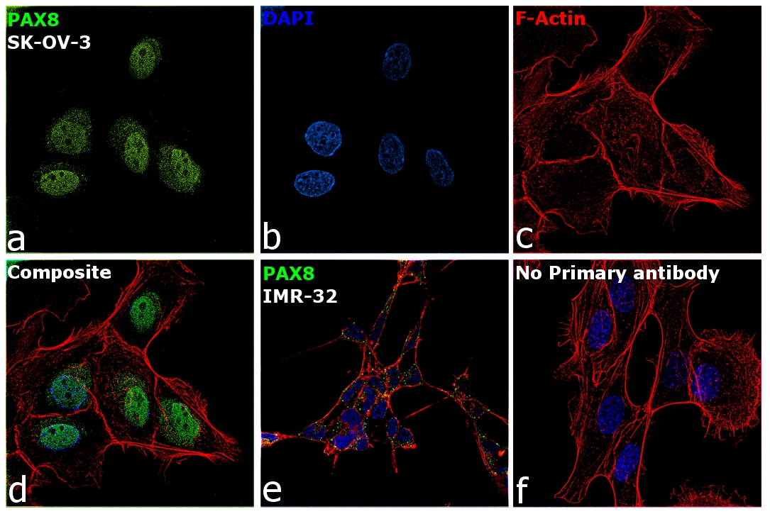 PAX8 Antibody (PA5-18457)