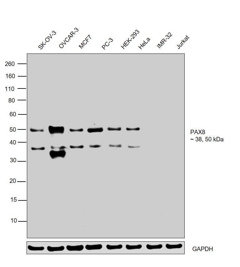 PAX8 Antibody (PA5-18457)