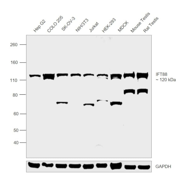IFT88 Antibody (PA5-18467)