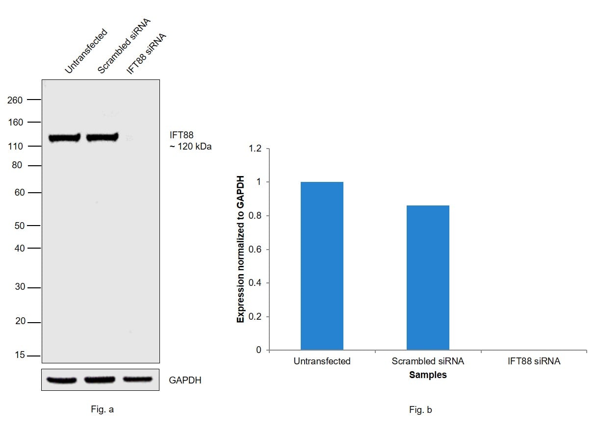 IFT88 Antibody (PA5-18467)