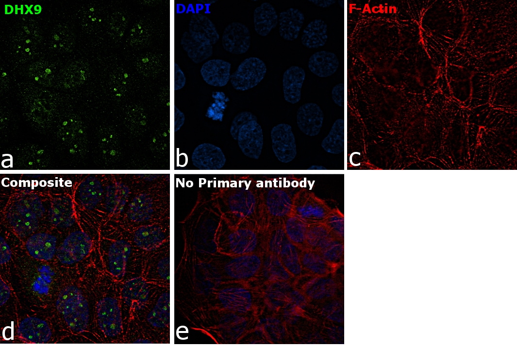 DHX9 Antibody (PA5-19542)