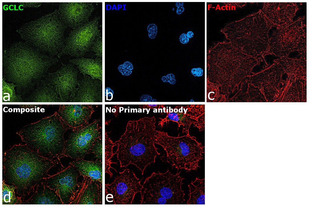 GCLC Antibody (PA5-19702)