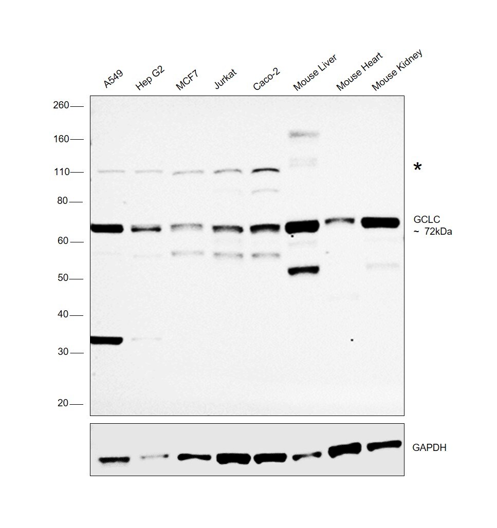 GCLC Antibody (PA5-19702)