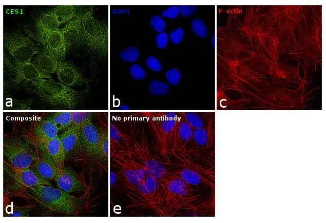 CES1 Antibody (PA5-19740)